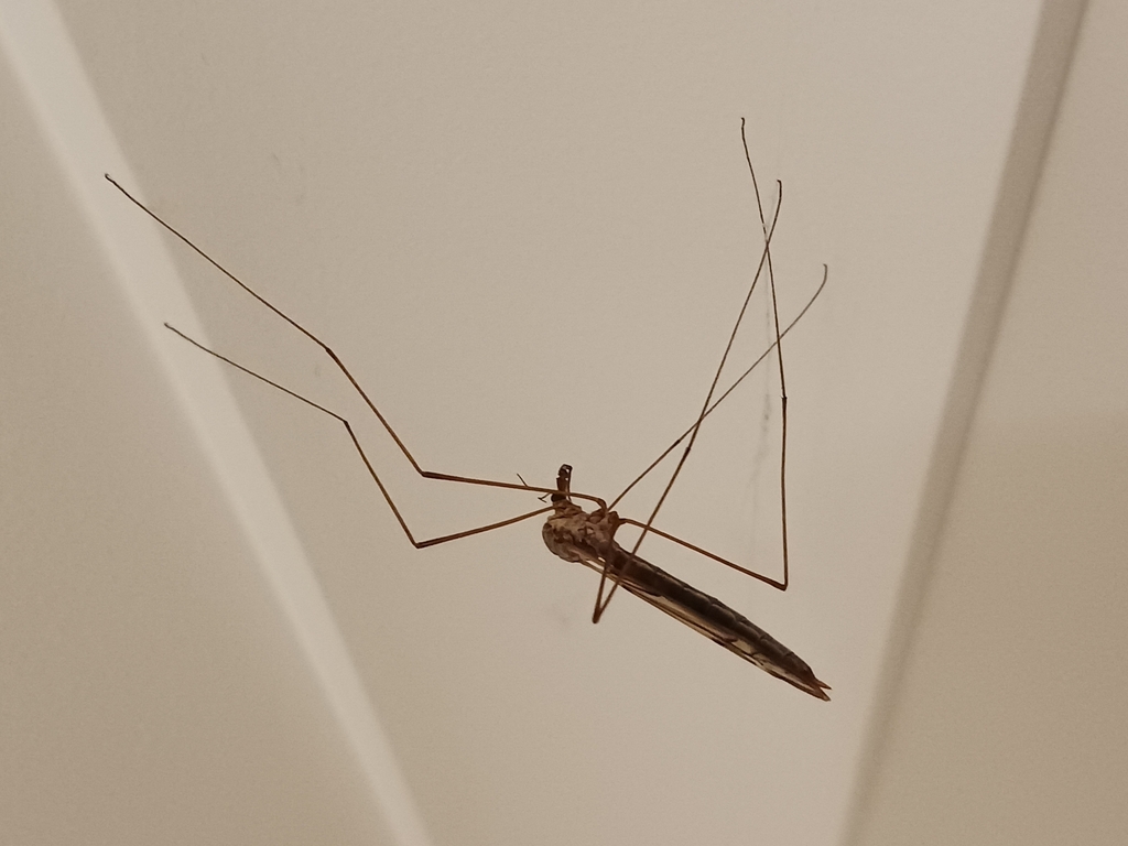 Crane Flies in October 2023 by Richard Smale. Large Crane fly, about ...