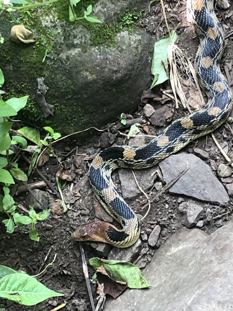 Mexican Bull Snake from Camino a la Antena, Chapala, Jal., MX on ...