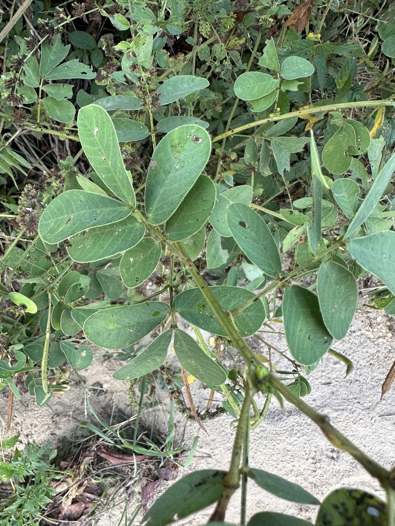 American Sicklepod from Co Rd 1 at Little River, Monroe County, AL, USA ...