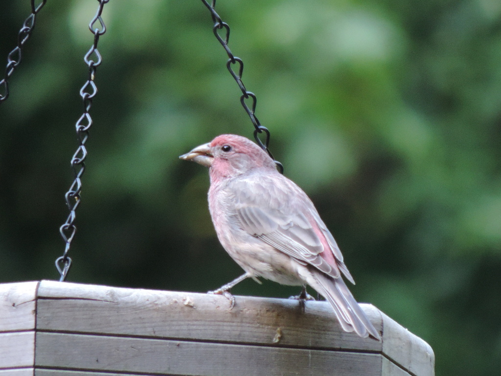 House Finch from N Orchard Ln, Ludington, MI, US on September 16, 2023 ...
