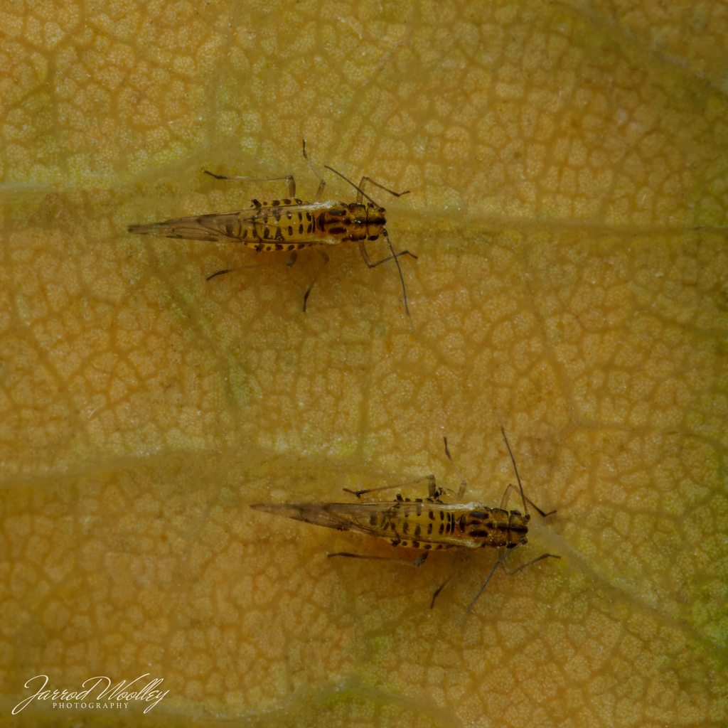 Sweet Chestnut Aphid from Ararat VIC 3377, Australia on September 22 ...