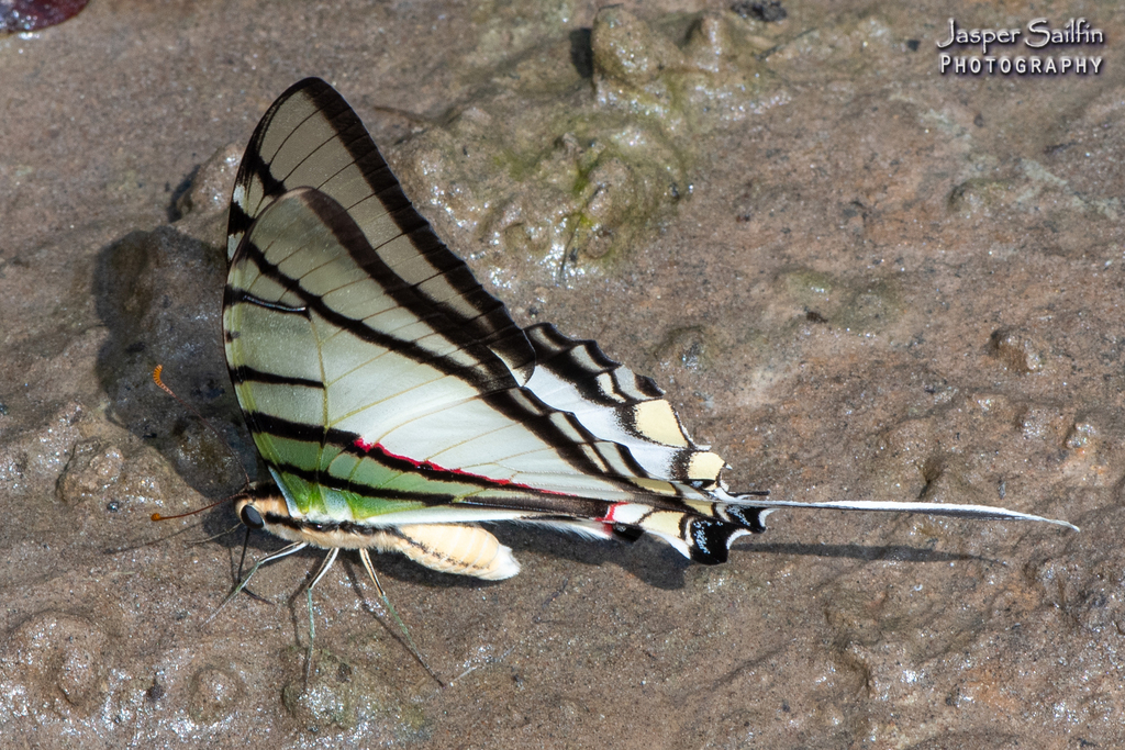 Protesilaus telesilaus from ARCC, Lago Soledad, Tambopata, Peru on ...