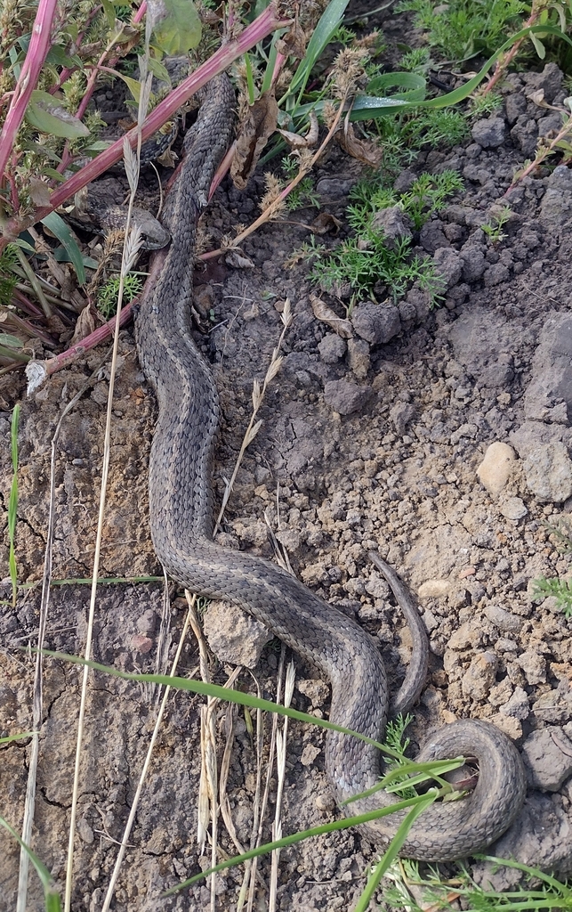 Western Terrestrial Garter Snake from Willard Field, Tekoa, WA 99033 ...