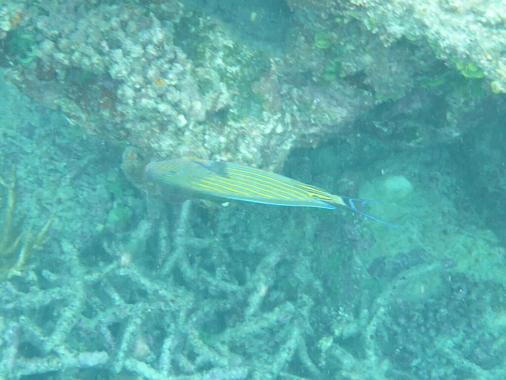 Striped Surgeonfish from Hinchinbrook, QLD, Australia on July 30, 2023 ...