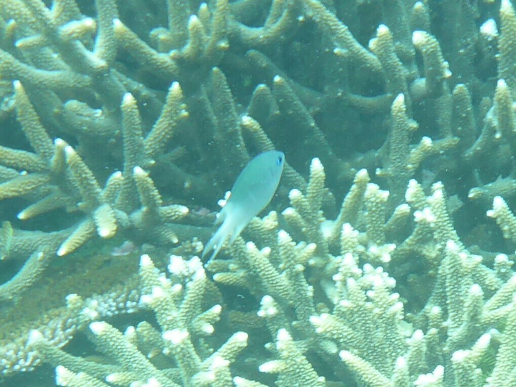 Spiny Chromis from Hinchinbrook, QLD, Australia on July 30, 2023 at 11: ...