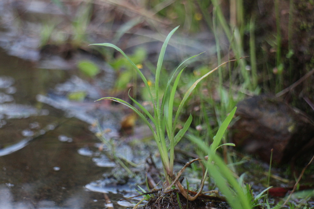 Dimeria ornithopoda in October 2023 by 羅元甫 · iNaturalist