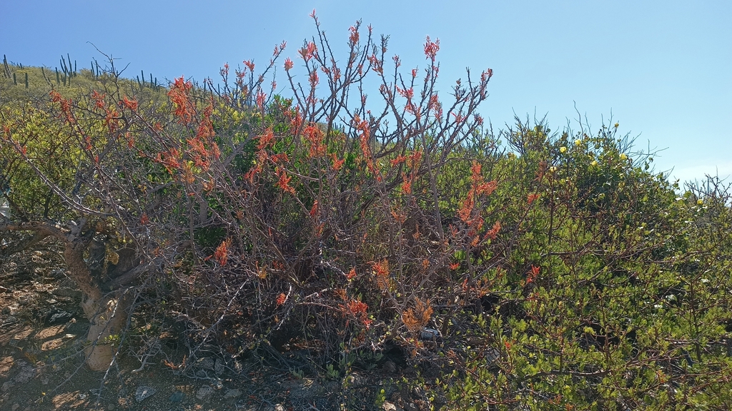 Adam's tree from Guaymas, MX-SO, MX on October 1, 2023 at 10:50 AM by ...