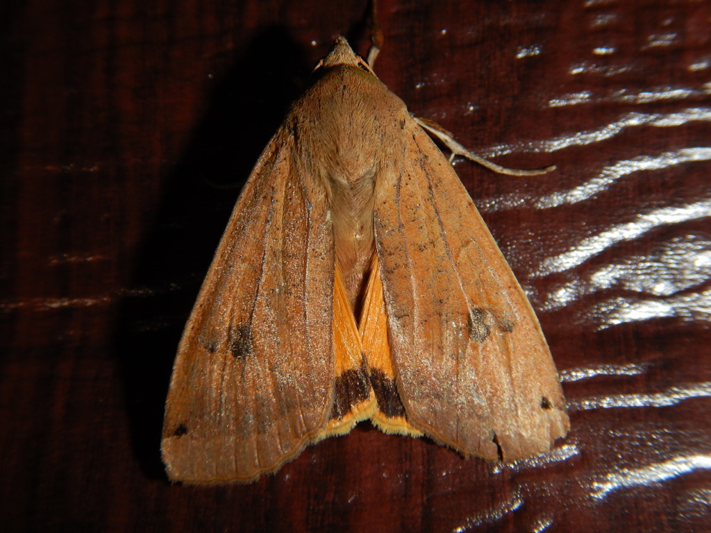 Large Yellow Underwing in October 2023 by augochlora · iNaturalist
