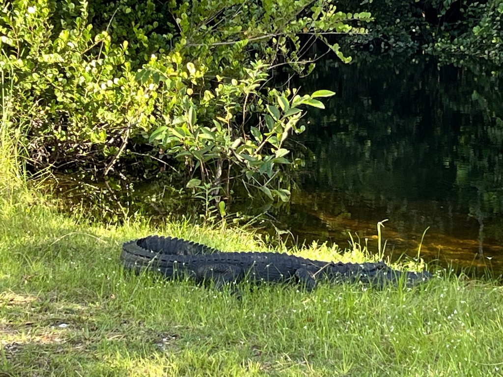 American Alligator from Big Cypress National Preserve, FL, US on ...