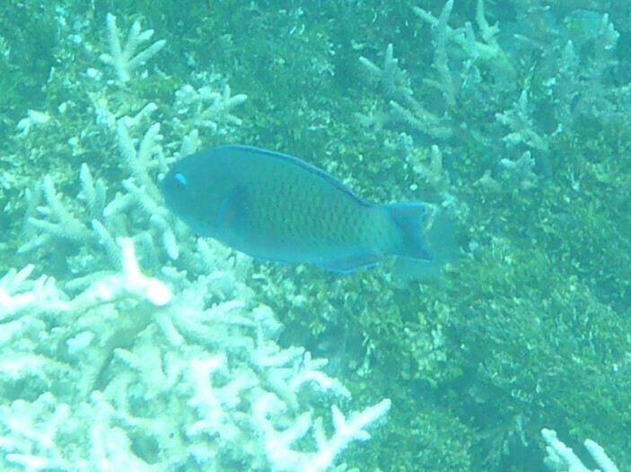 Reefcrest Parrotfish from Hinchinbrook, QLD, Australia on July 30, 2023 ...