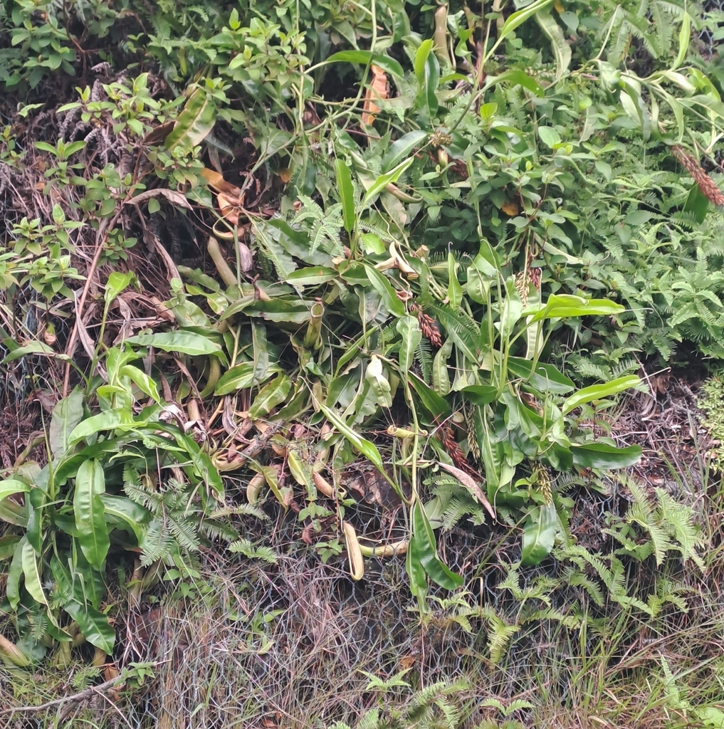 Common Swamp Pitcher-Plant in September 2023 by kcss · iNaturalist