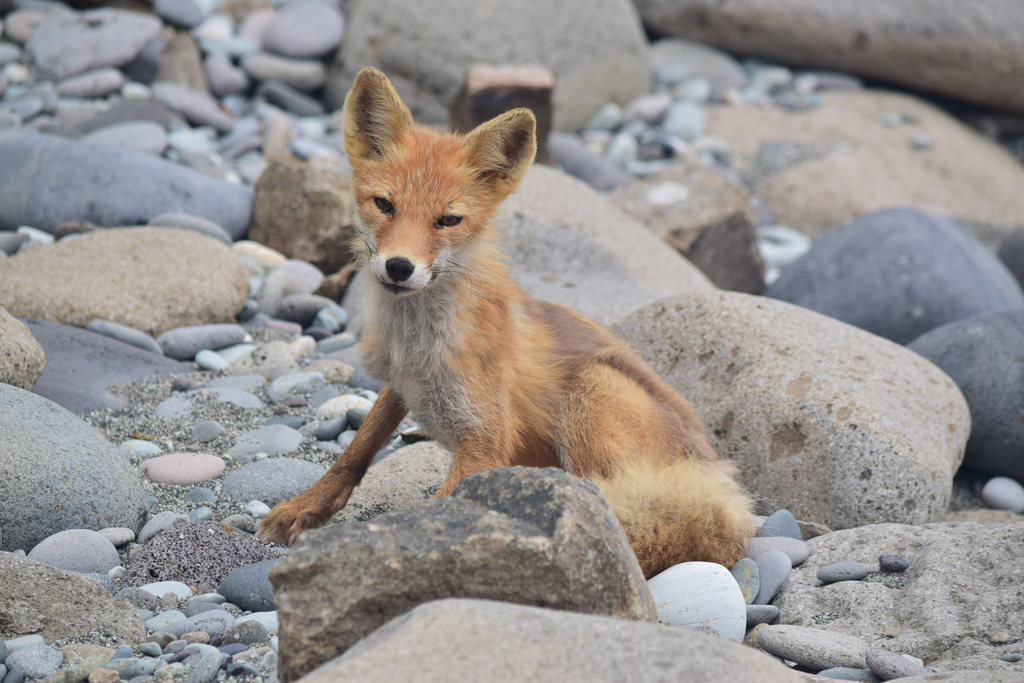 Red Fox from мыс Прасолова on June 23, 2023 at 05:22 PM by Рагимов ...