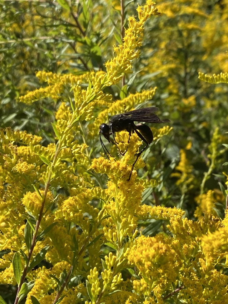 Great Black Digger Wasp from Edwards Mill Rd, Raleigh, NC, US on ...