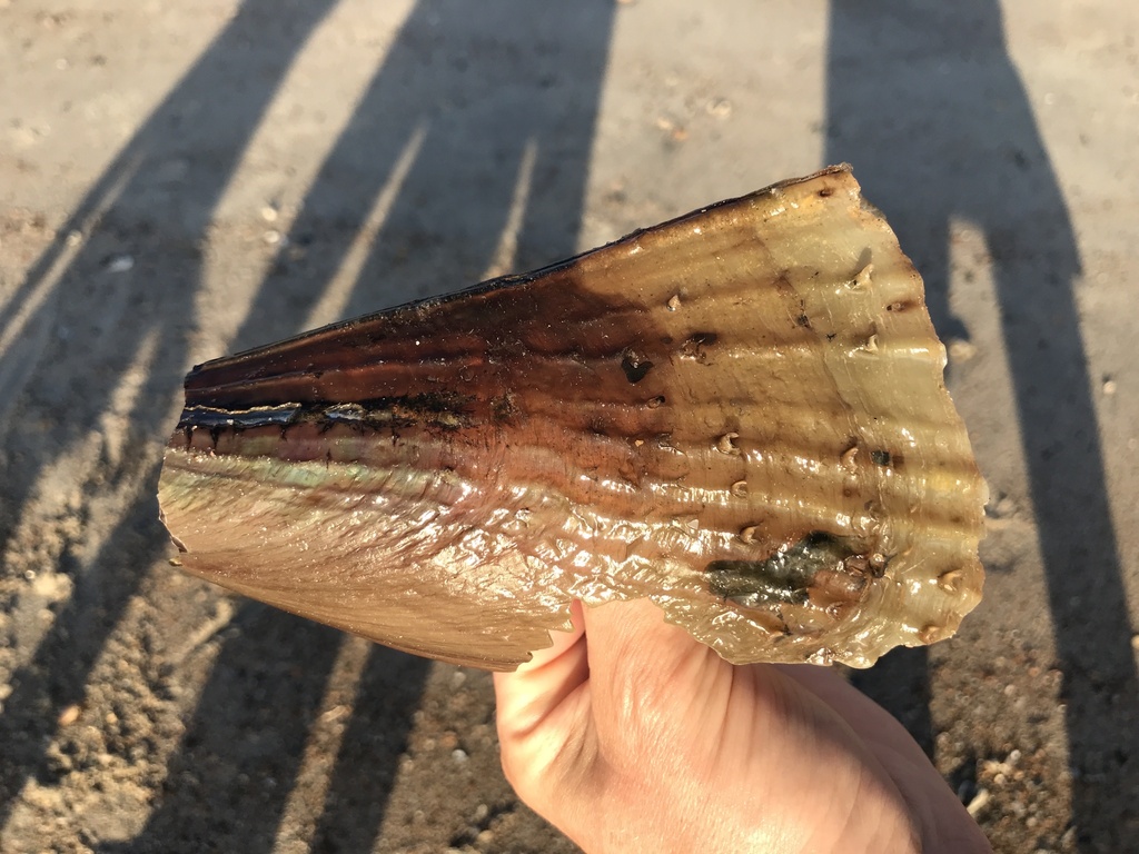 Pen Shells from Edisto Island, Edisto Beach, SC, US on September 2 ...