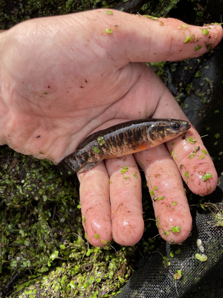 Central Mudminnow from Plains Rd, Leslie, MI, US on October 4, 2023 at ...