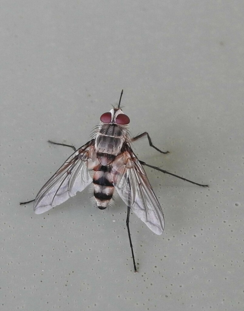 Prosena from Urliup NSW 2484, Australia on October 5, 2023 at 06:36 AM ...