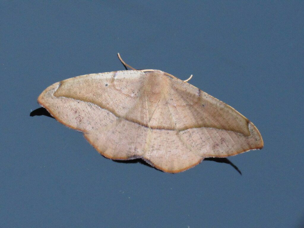 Juniper Geometer Moth from Bellbrook, Greene County, OH, USA on October ...