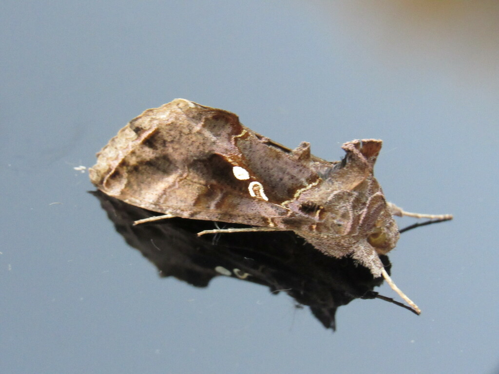 Soybean Looper Moth from Bellbrook, Greene County, OH, USA on October 2 ...