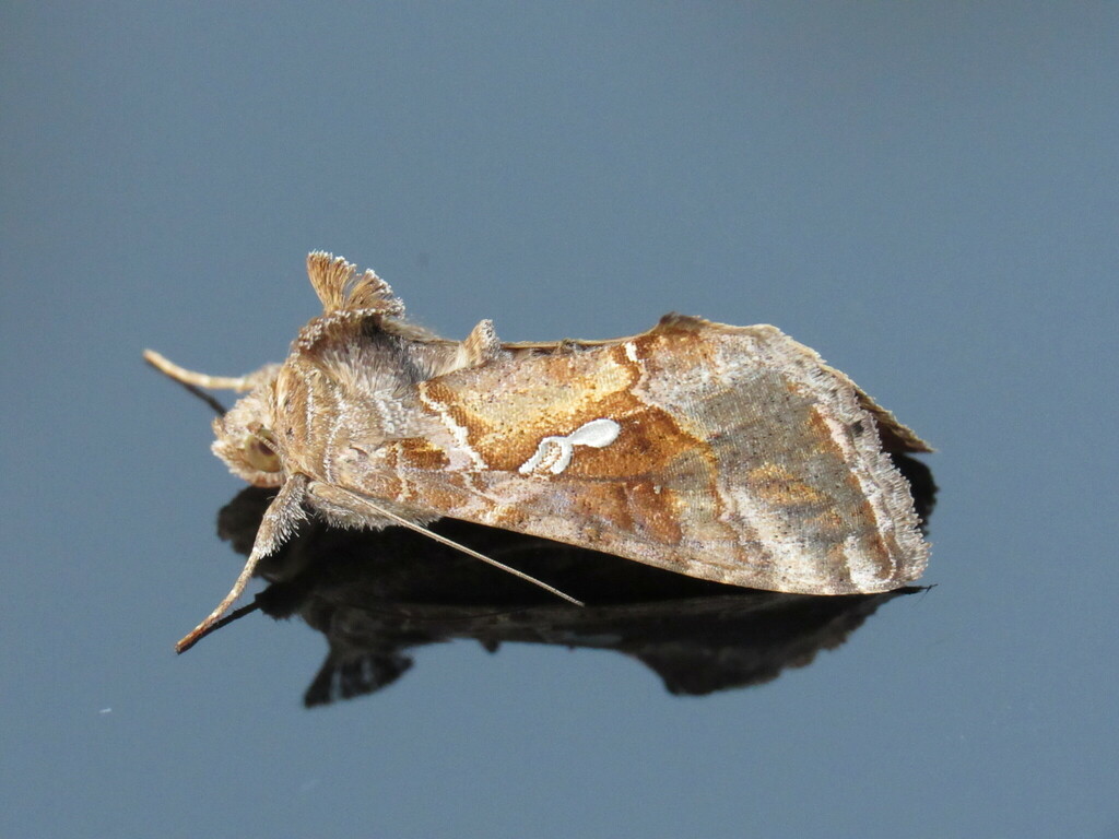 Soybean Looper Moth from Bellbrook, Greene County, OH, USA on October 2 ...
