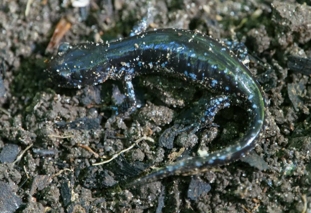 Blue-spotted Salamander in October 2023 by hobiecat · iNaturalist