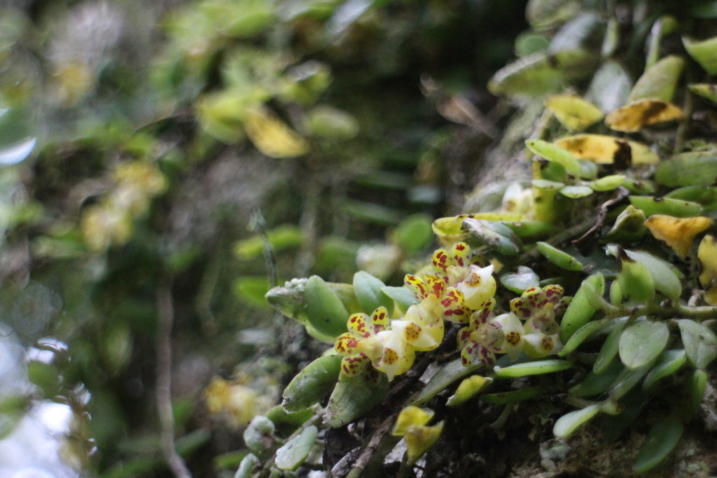 Gastrochilus formosanus in September 2023 by 羅元甫 · iNaturalist