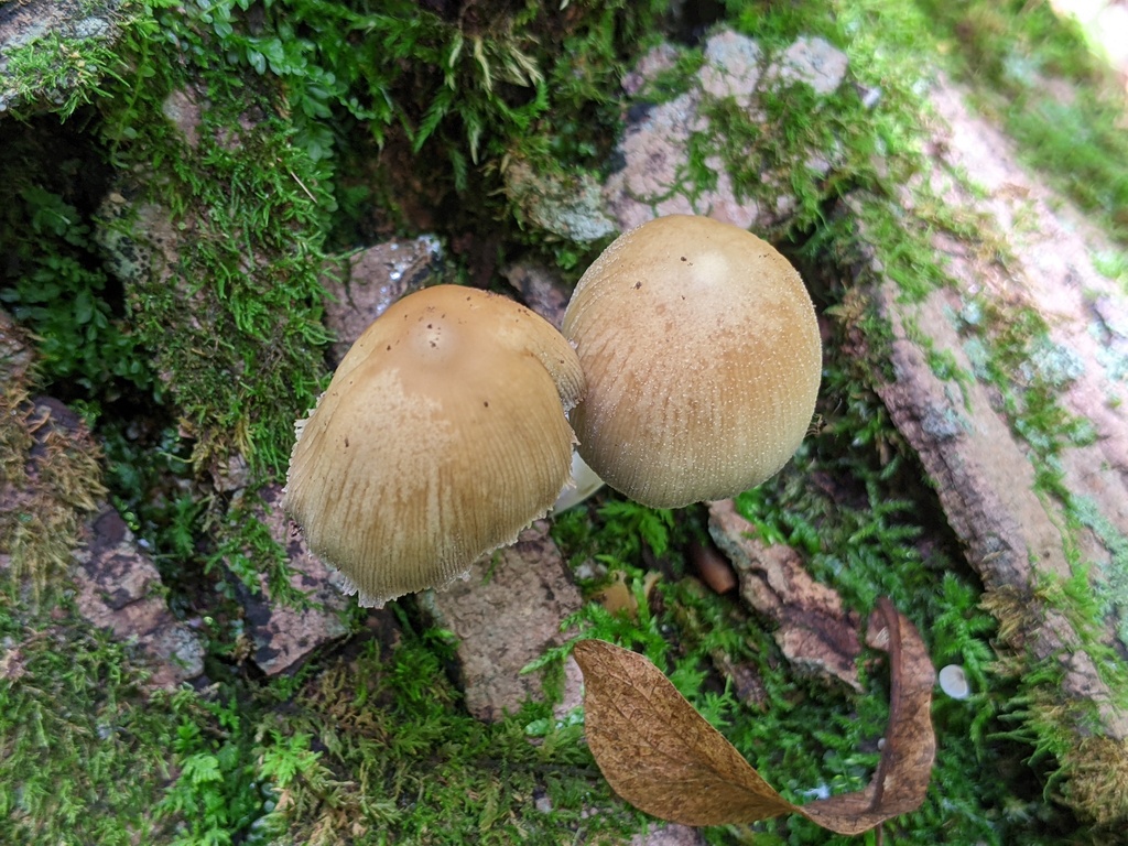 Coprinellus saccharinus from Macomb County, Michigan on September 15 ...