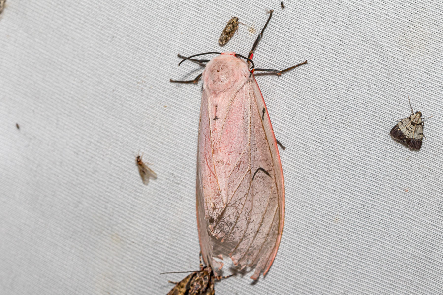 Lymantria brotea lepcha from 262 ถนนเจริญทัศนา Tambon Omkoi, Amphoe ...