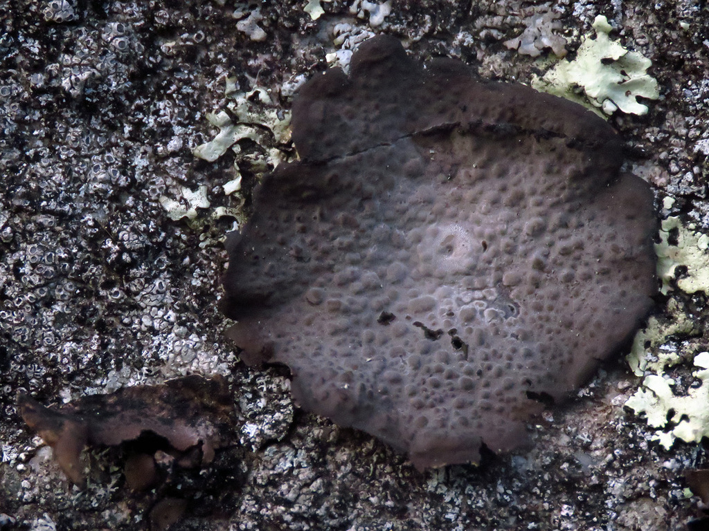 Common Toadskin Lichen from Payne Branch Park on September 28, 2023 by ...