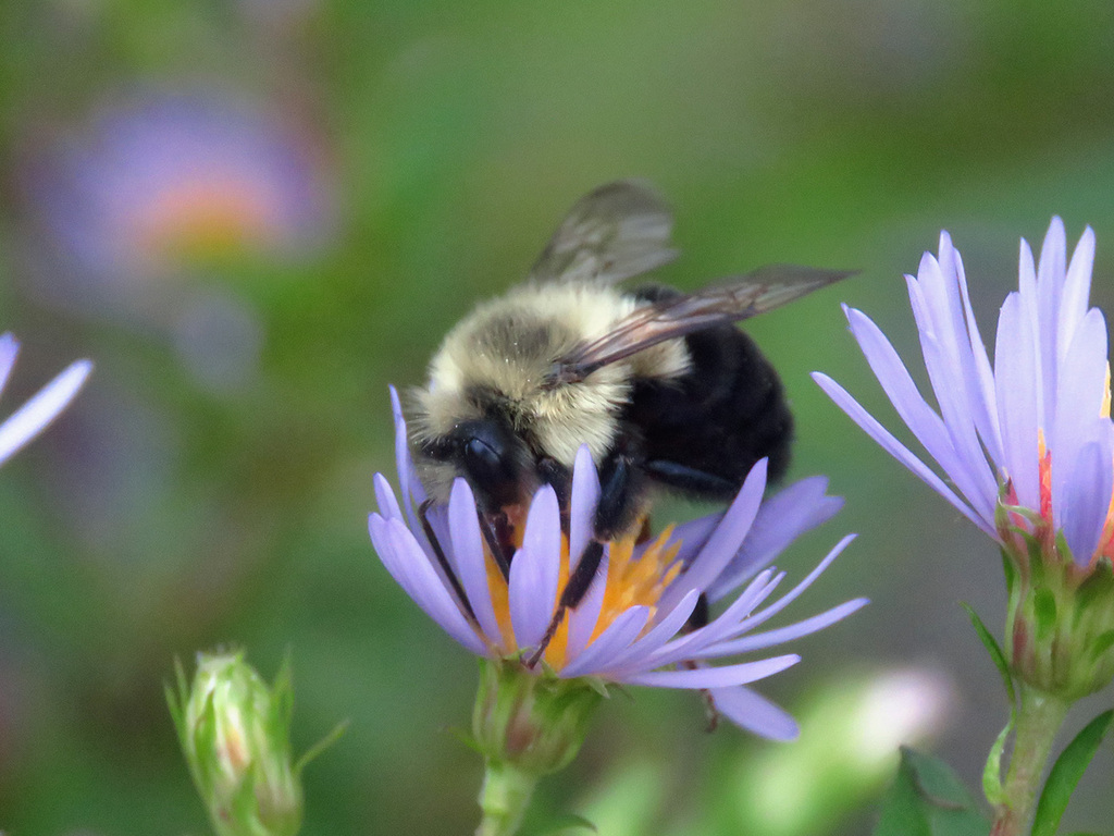 Common Eastern Bumble Bee from Payne Branch Park on September 28, 2023 ...