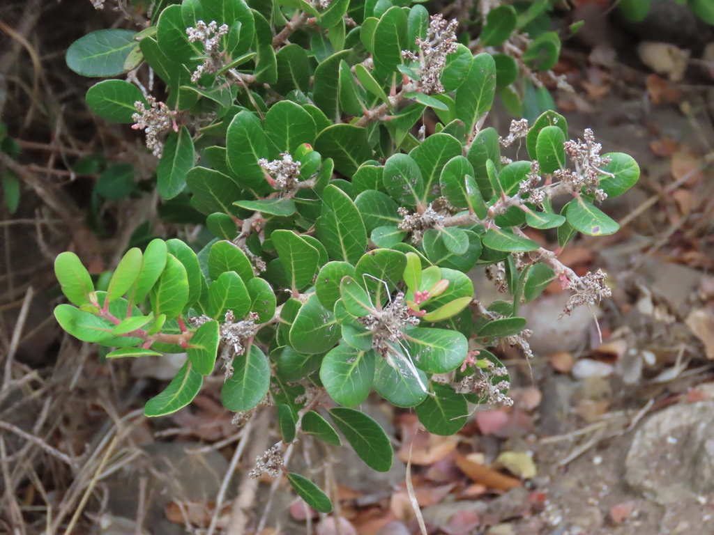 lemonade berry from Santa Cruz Island, CA, USA on September 29, 2022 at ...