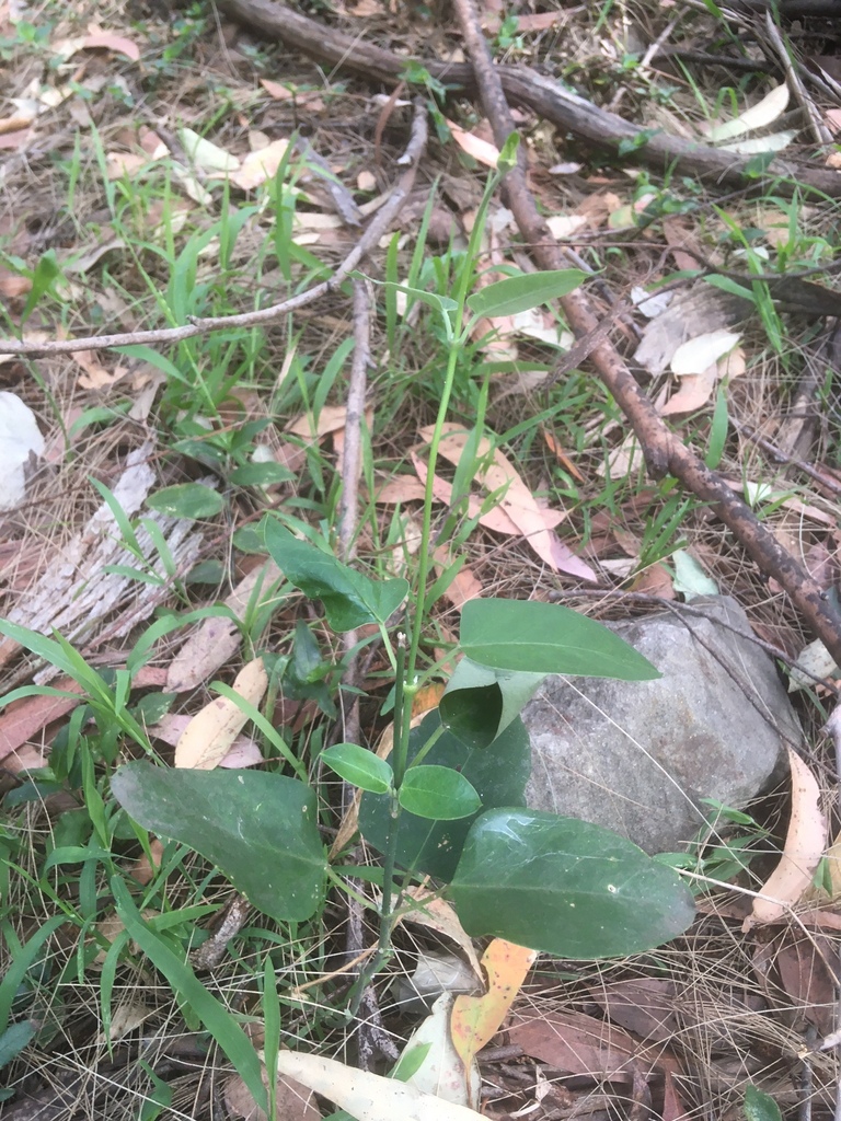 Moth Vine from Sydney NSW, Australia on October 2, 2023 at 10:49 AM by ...