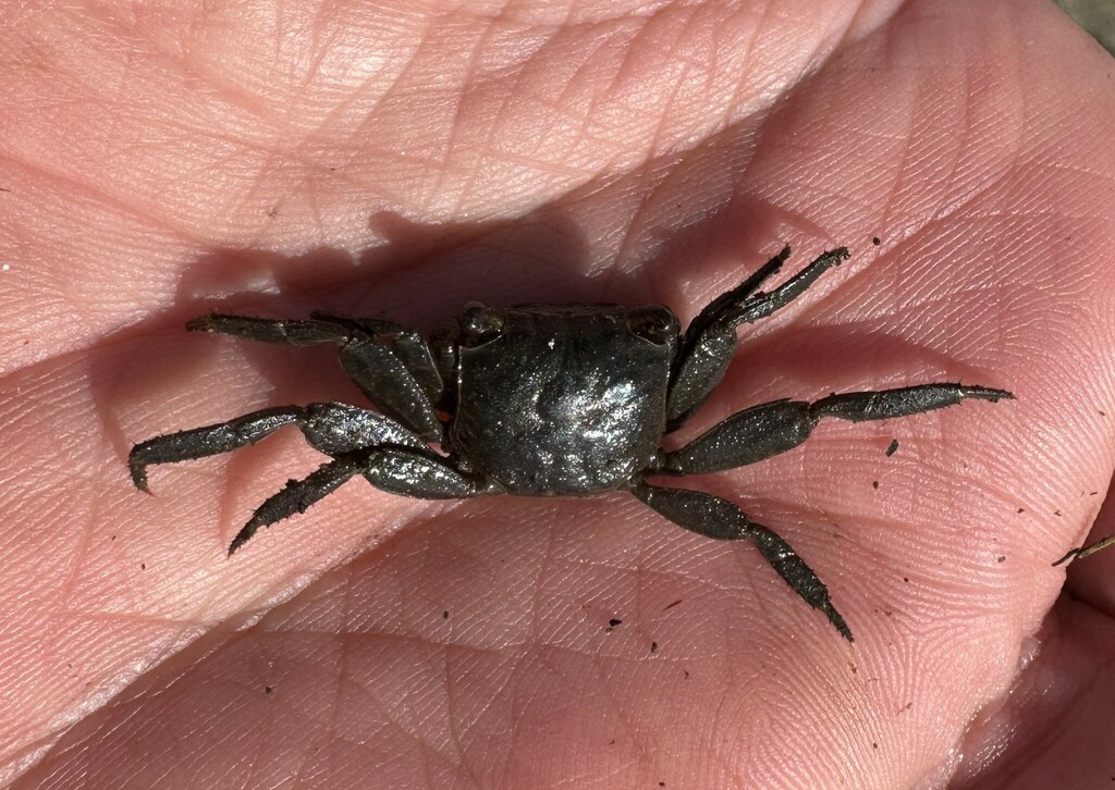 Squareback Marsh Crab from Moblie Bay, US Hwy 98 near USS Alabama ...