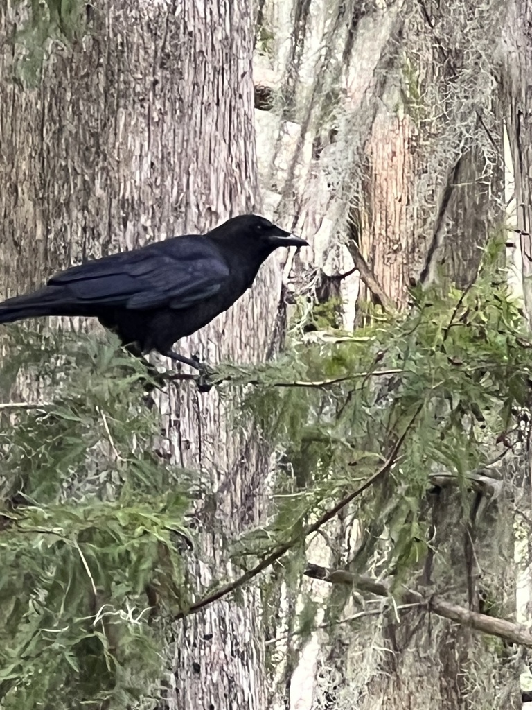 Crows and Ravens from Kissimmee, FL, US on October 4, 2023 at 12:34 PM ...