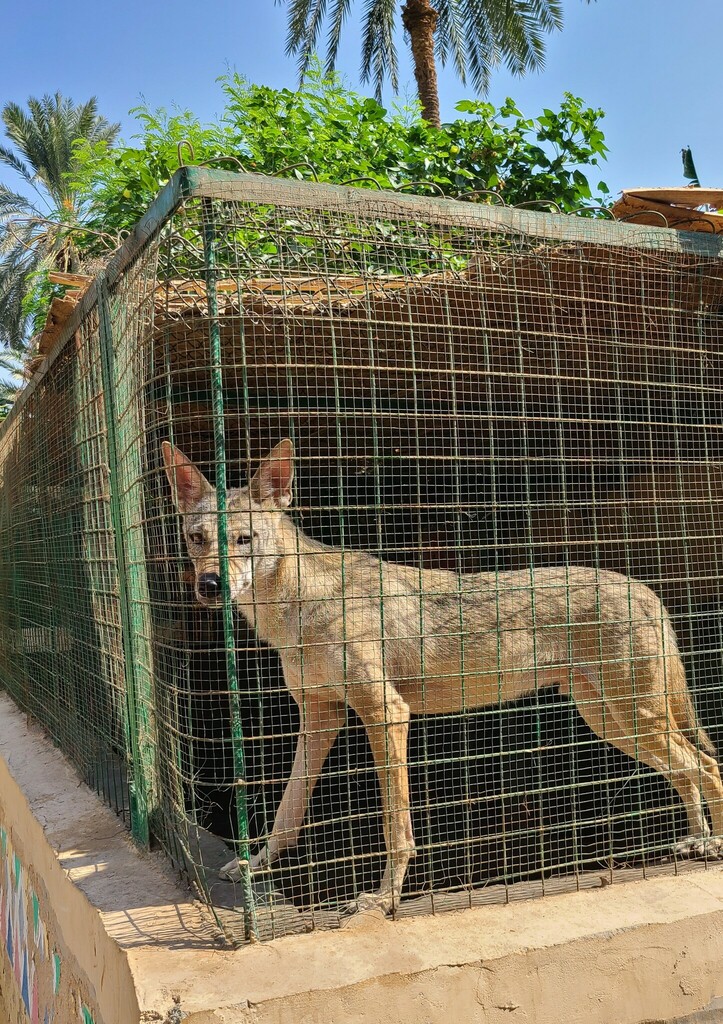 North African Wolf from Al Qarna, Luxor Governorate, Egypt on October 4 ...