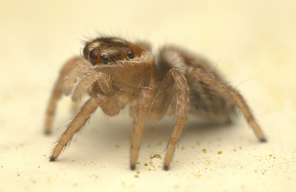 White Banded House Jumper from Kaeo, New Zealand on September 22, 2022 ...