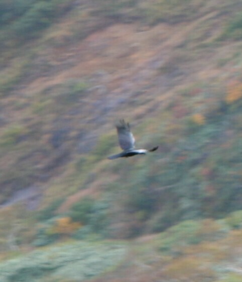 Crows and Ravens from Tsubakikawa, Higashinaruse, Ogachi District ...