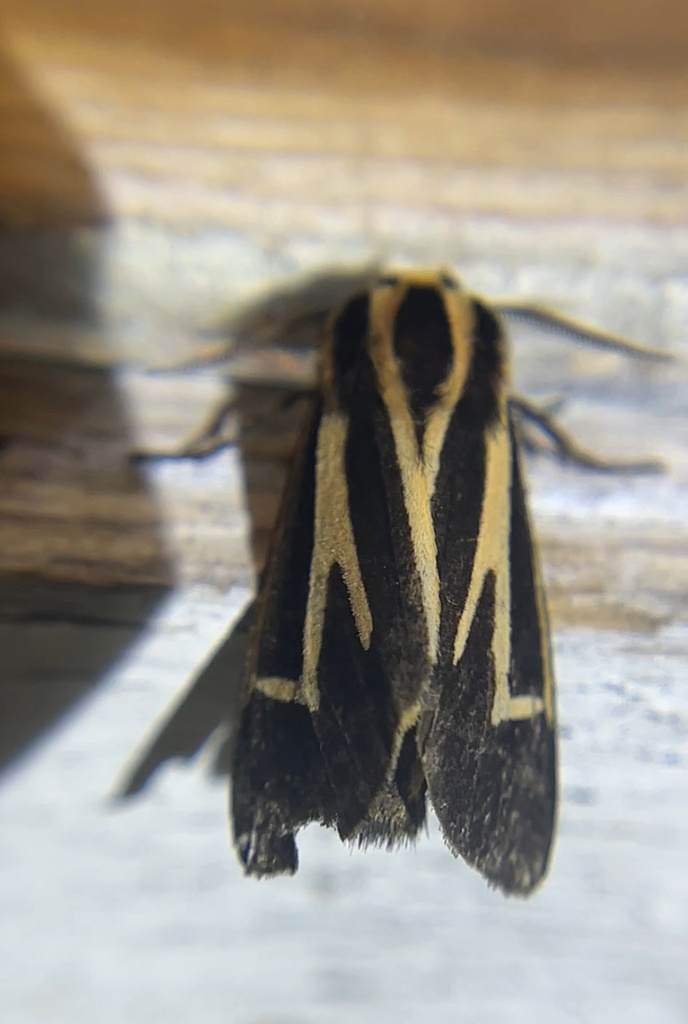 Banded Tiger Moth in October 2023 by Alexandra · iNaturalist
