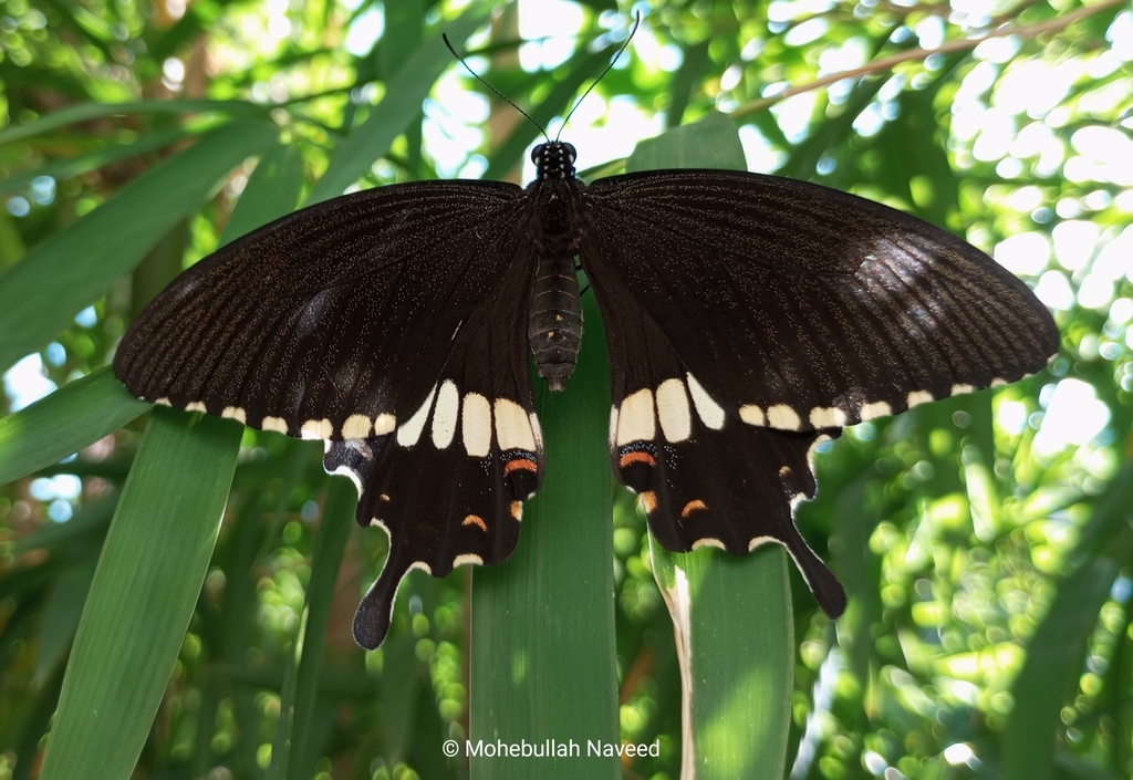 Common Mormon Swallowtail from Plot 1512, TIP Housing Colony Tip ...