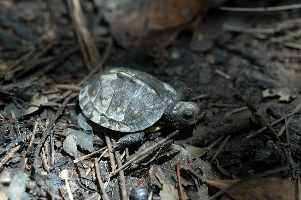 Common Box Turtle in September 2009 by Moses Michelsohn · iNaturalist