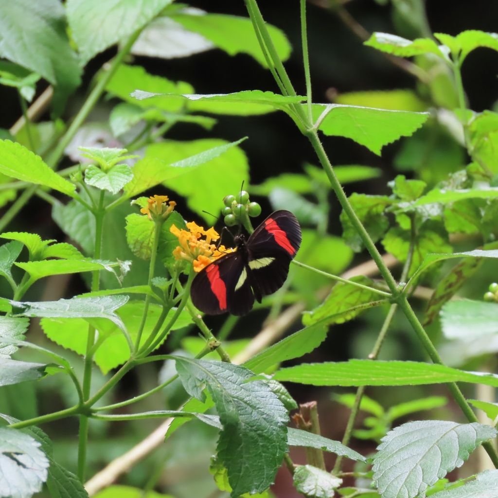 Red Postman from Anton Valley, Panama on October 4, 2023 at 10:03 AM by ...