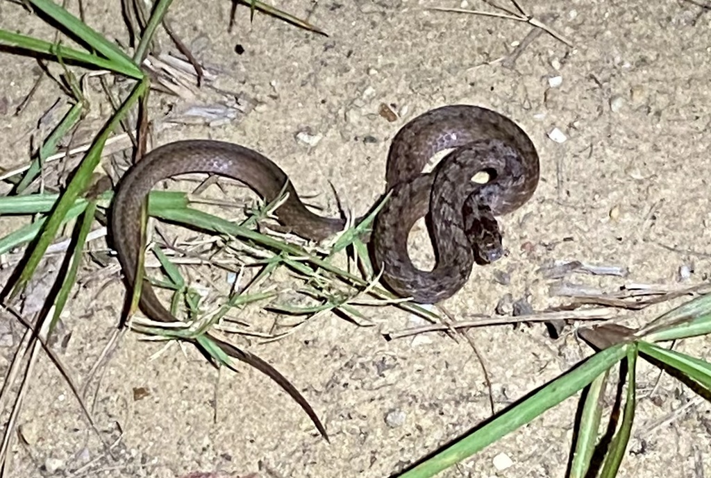 DeKay's Brownsnake from Myers Rd, Moundville, AL, US on October 4, 2023 ...