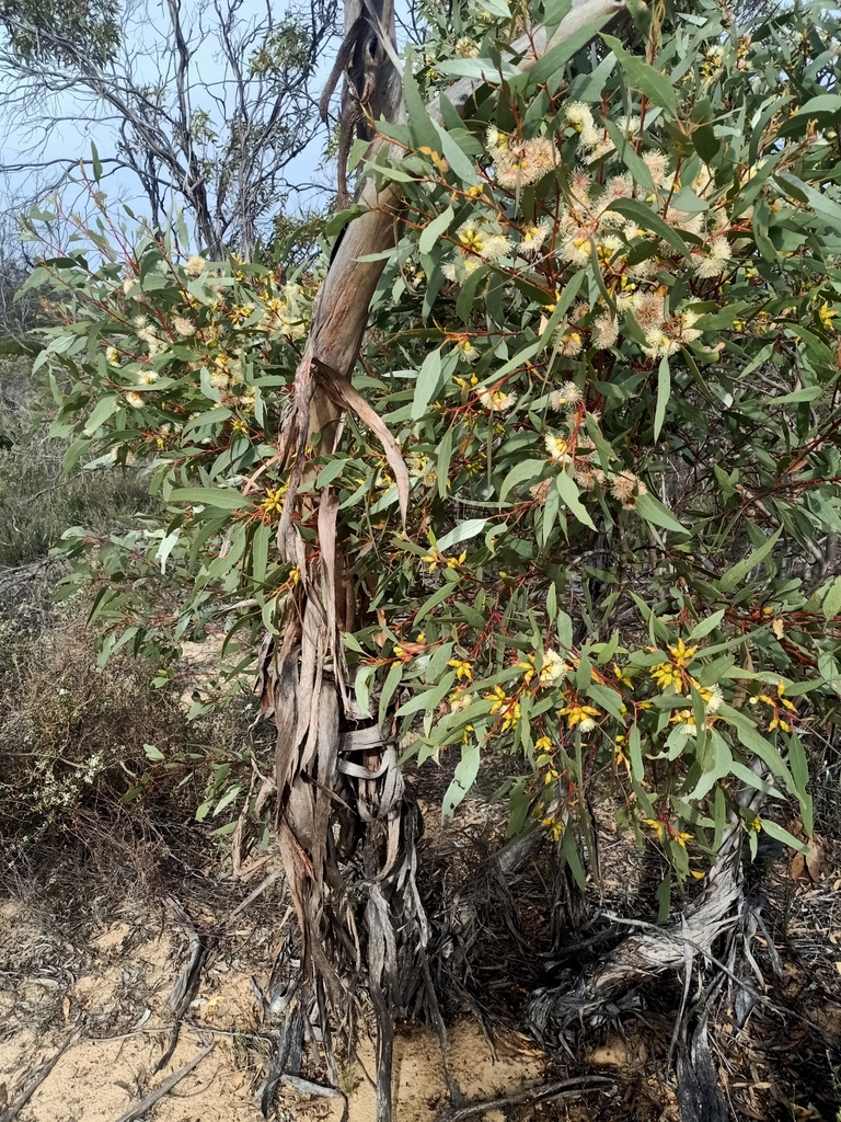 Ridge-fruited mallee from Yarriambiack - North, Wyperfeld, AU-VI, AU on ...