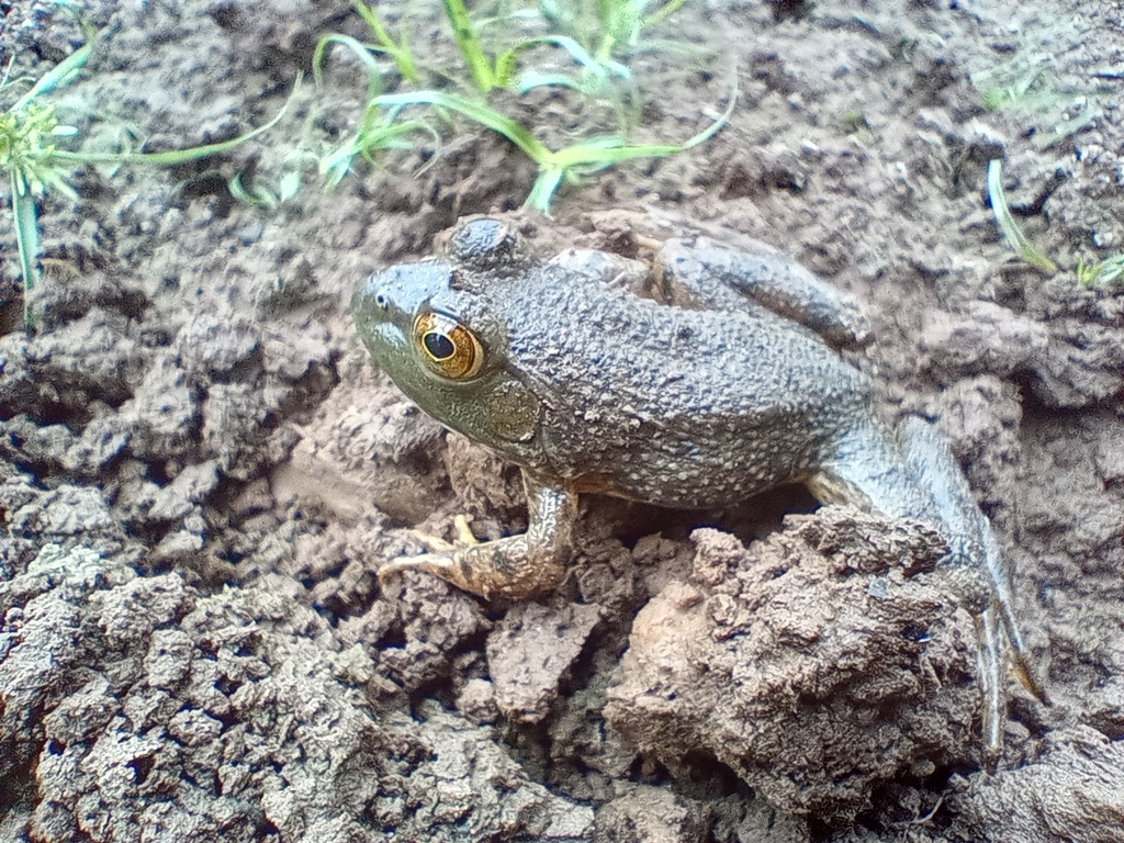 American Bullfrog from North Little Rock, AR, USA on October 4, 2023 at ...