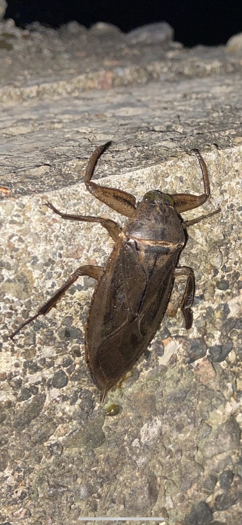 American Giant Water Bug in October 2023 by ttko · iNaturalist