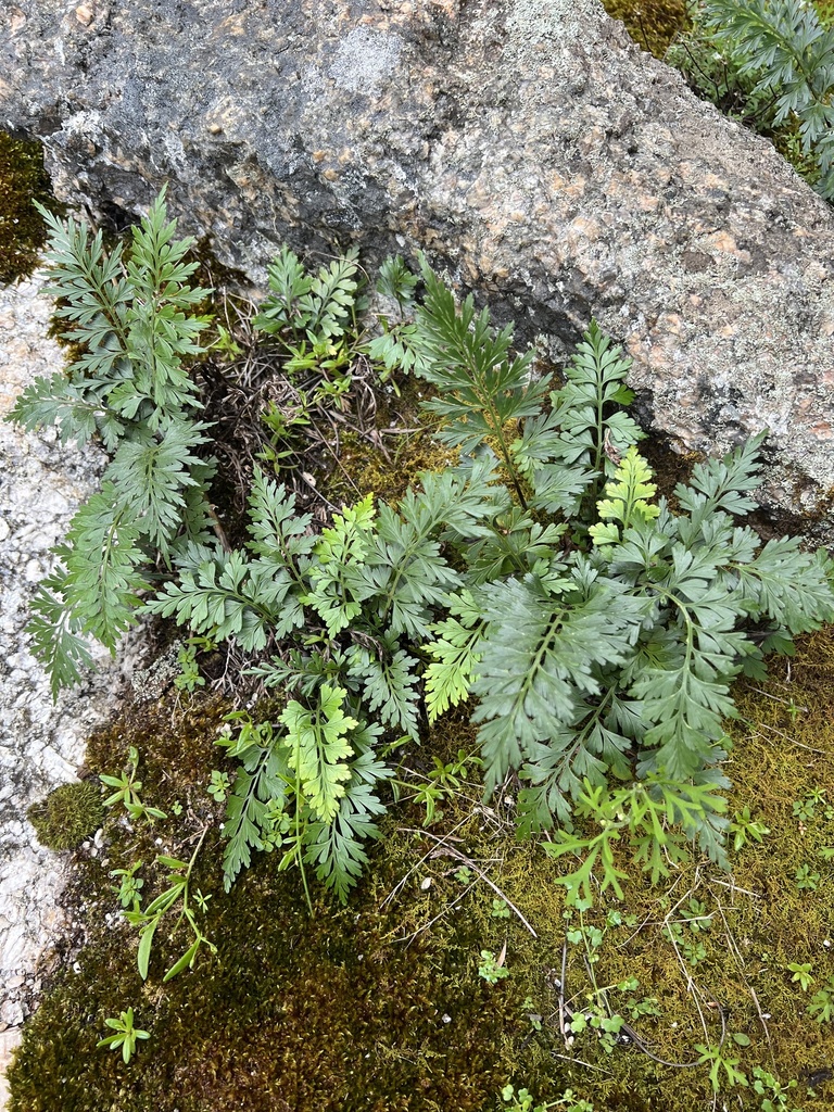 Ethiopian spleenwort from Mount Frankland National Park, Trent, WA, AU ...