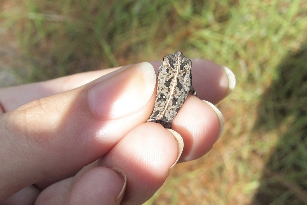 Oak Toad from Colt Creek State Park, Lakeland, FL, US on October 4 ...