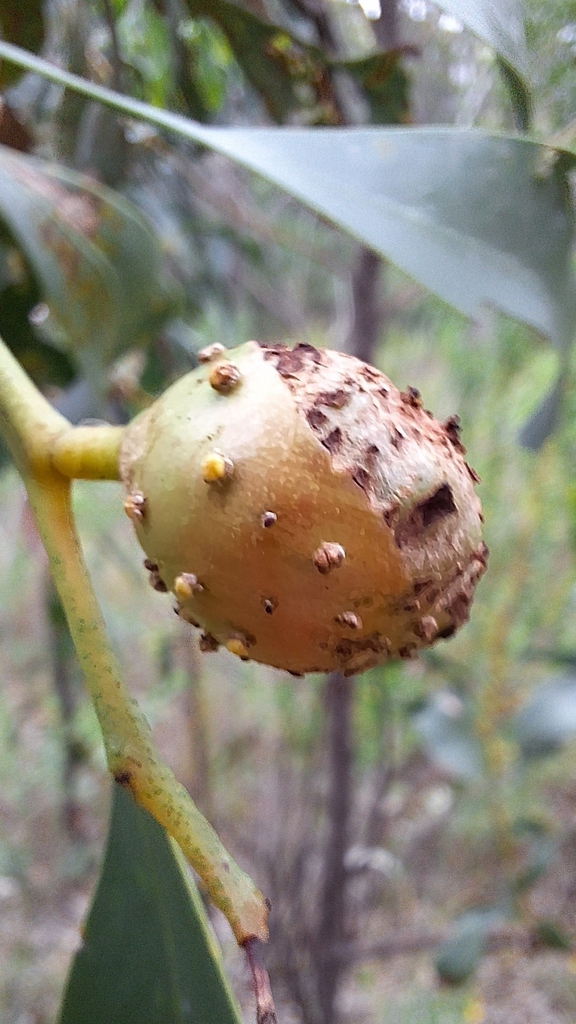 Golden Wattle Gall Wasp from Stonyfell SA 5066, Australia on October 5 ...