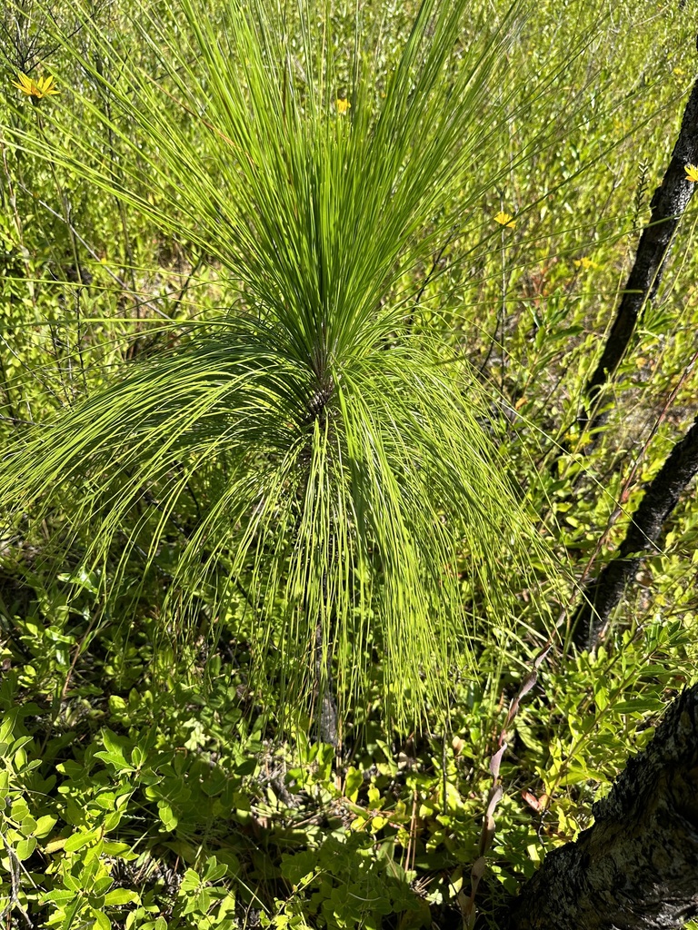 longleaf pine from Splinter Hill Bog Preserve, Co. Rd. 47, Baldwin ...