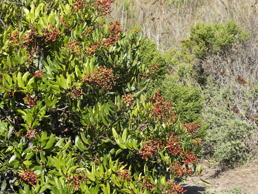 Toyon from La Jolla, San Diego, CA, USA on October 4, 2023 at 10:02 AM ...
