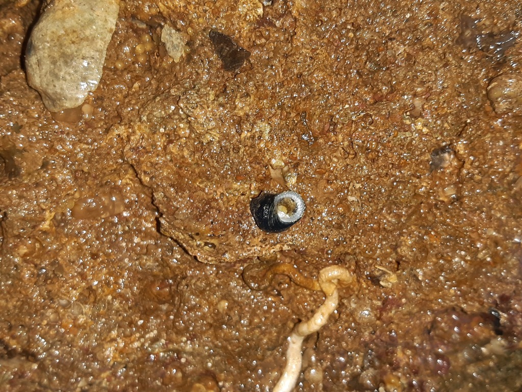 Euchelus atratus from Port Hedland, WA, Australia on October 2, 2023 at ...